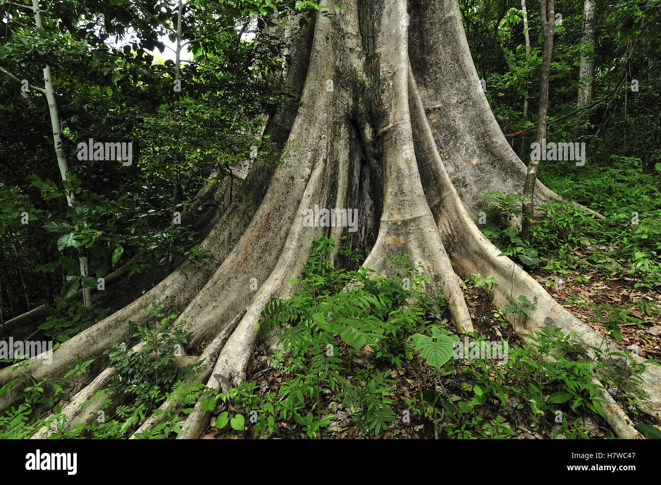 Buttress tree trunk, Ankarana Special Reserve, northern Madagascar ...