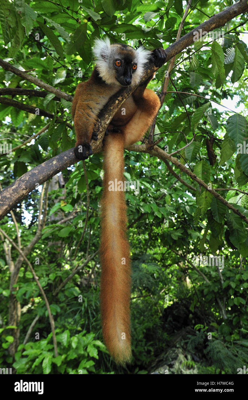 Black Lemur (Lemur macaco) female, Lokobe Nature Special Reserve ...