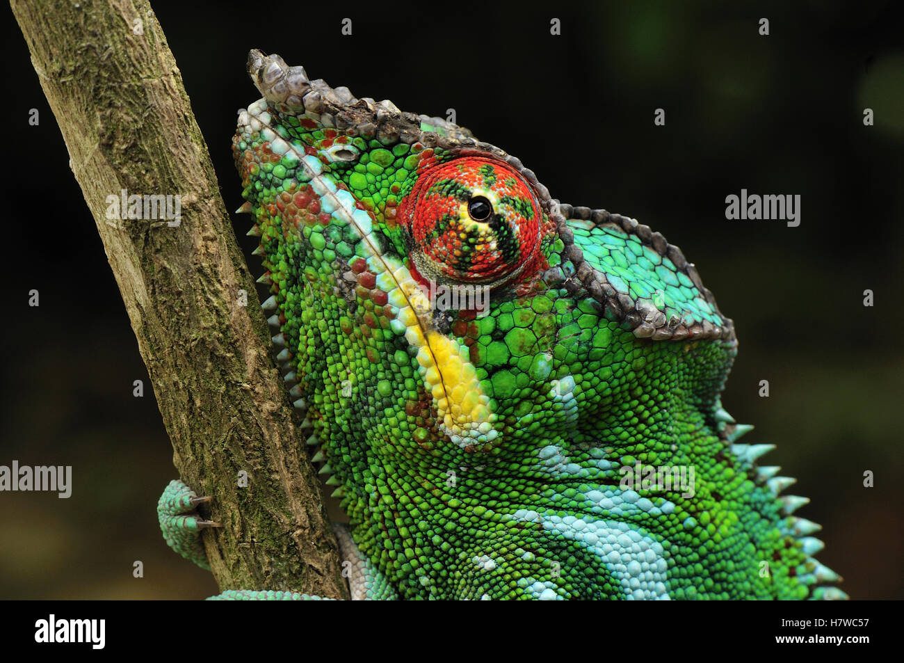 Panther Chameleon (Chamaeleo pardalis) male, Lokobe Nature Special ...