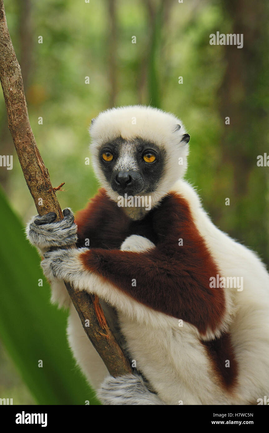 Coquerel's Sifaka (Propithecus coquereli), Ankarafantsika National Park ...