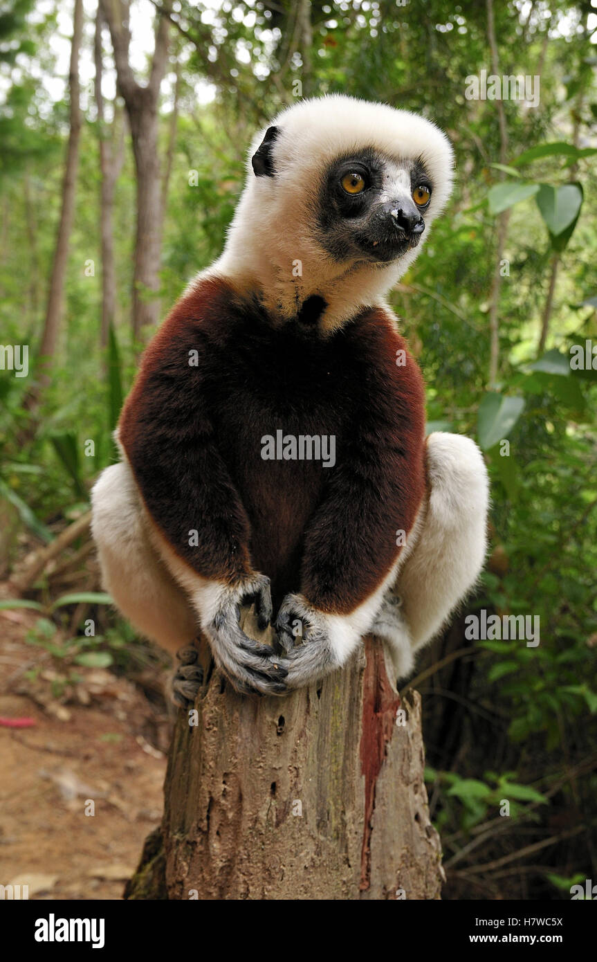 Coquerel's Sifaka (Propithecus coquereli), Ankarafantsika National Park ...
