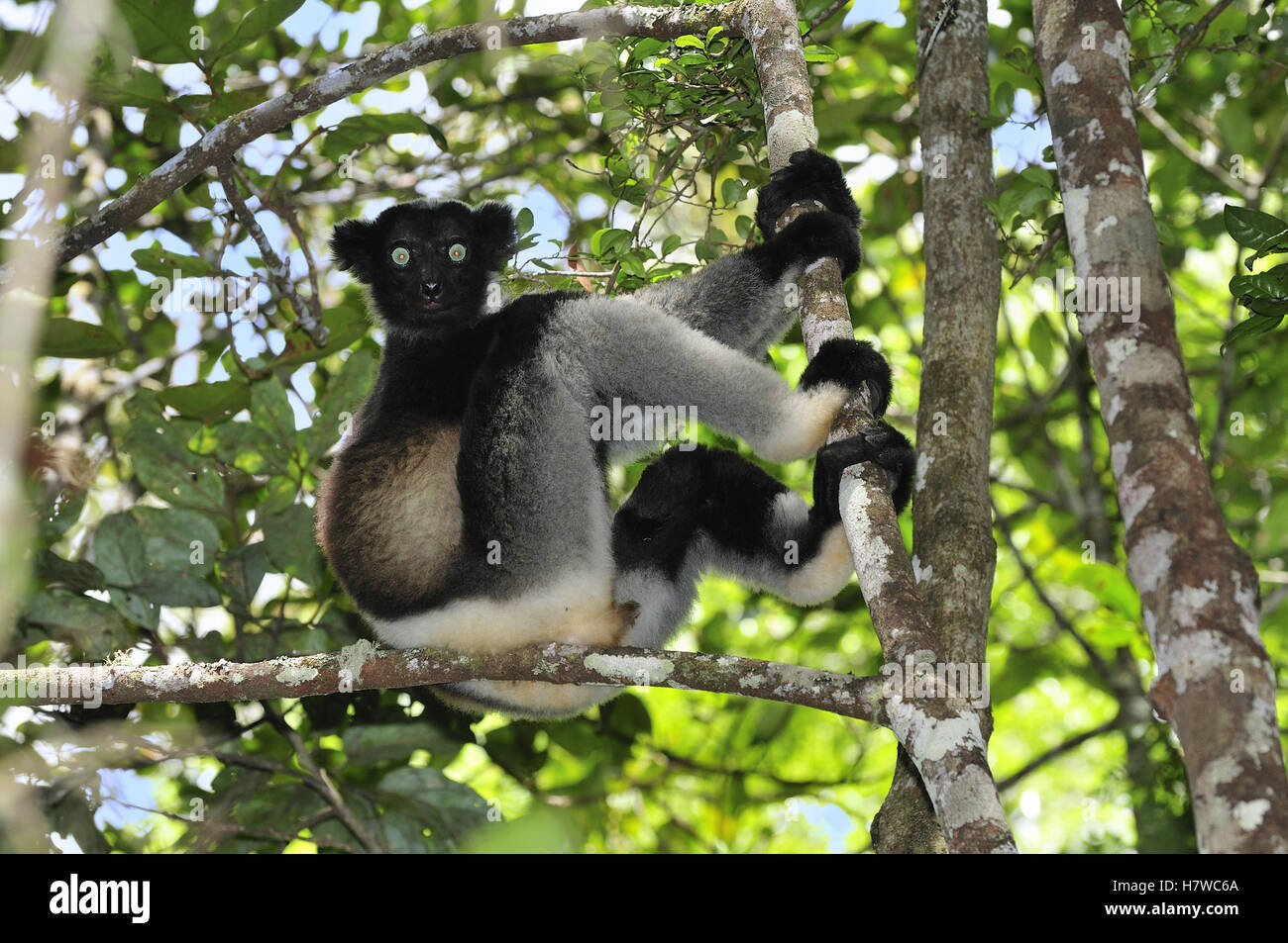 Indri (Indri indri) sitting in tree, Andasibe-Mantadia National Park ...