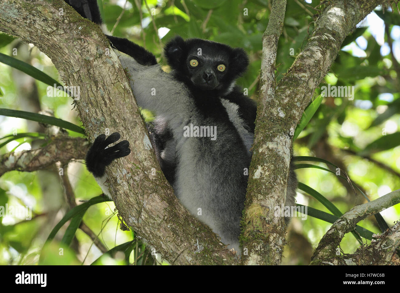Indri (Indri indri) sitting in tree, Andasibe-Mantadia National Park ...