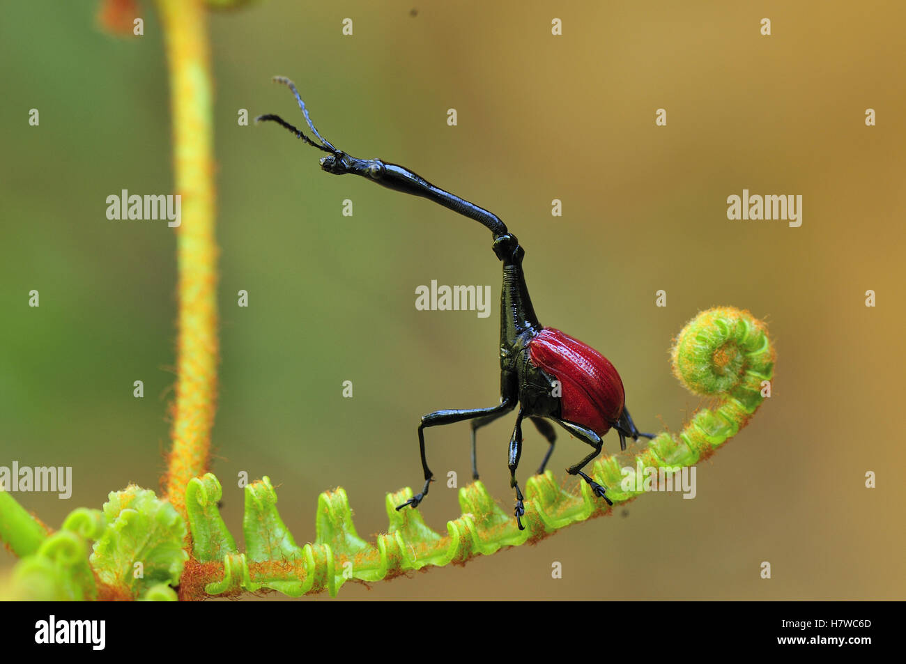 Giraffe Weevil (Trachelophorus giraffa) male on fern, Andasibe-Mantadia ...