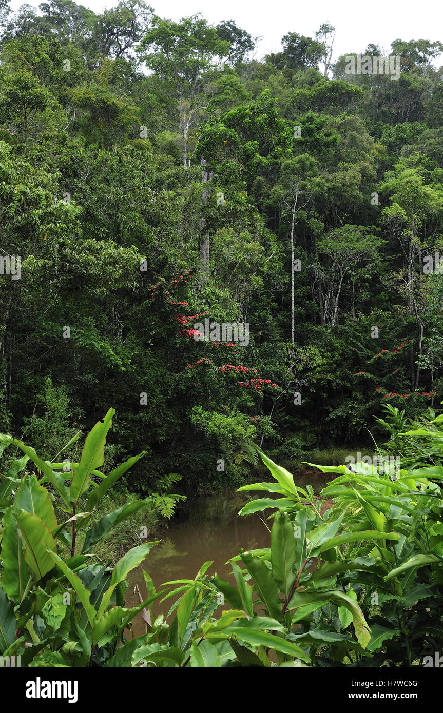 Tropical rainforest with river, Andasibe-Mantadia National Park ...