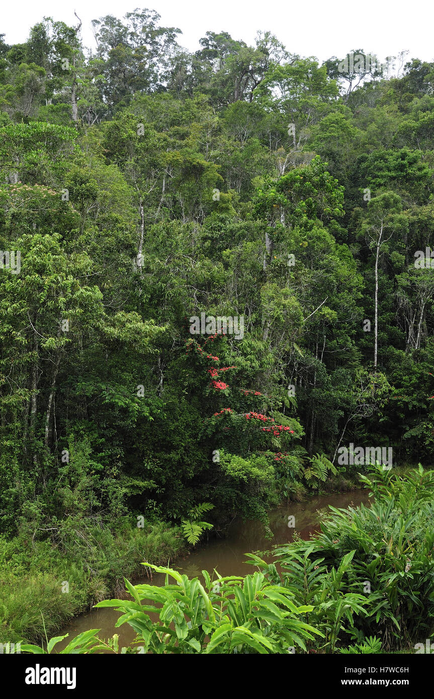 Tropical rainforest with river, Andasibe-Mantadia National Park ...