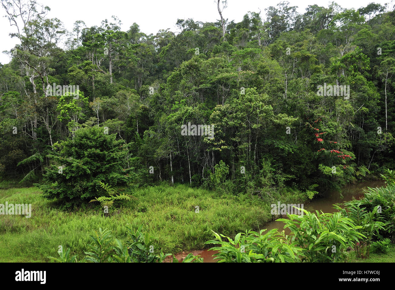 Tropical rainforest with river, Andasibe-Mantadia National Park ...