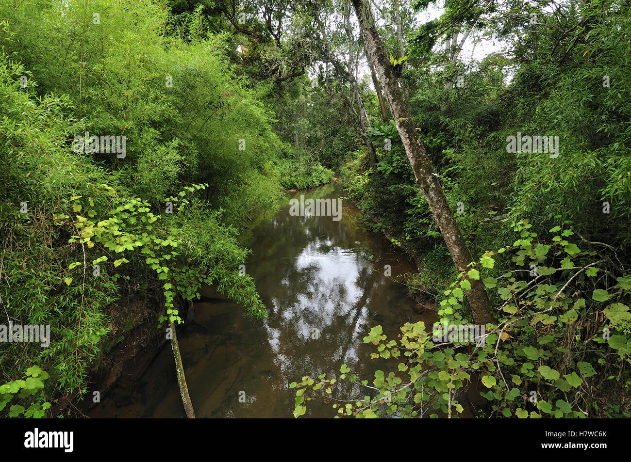 River in tropical rainforest, Andasibe-Mantadia National Park ...