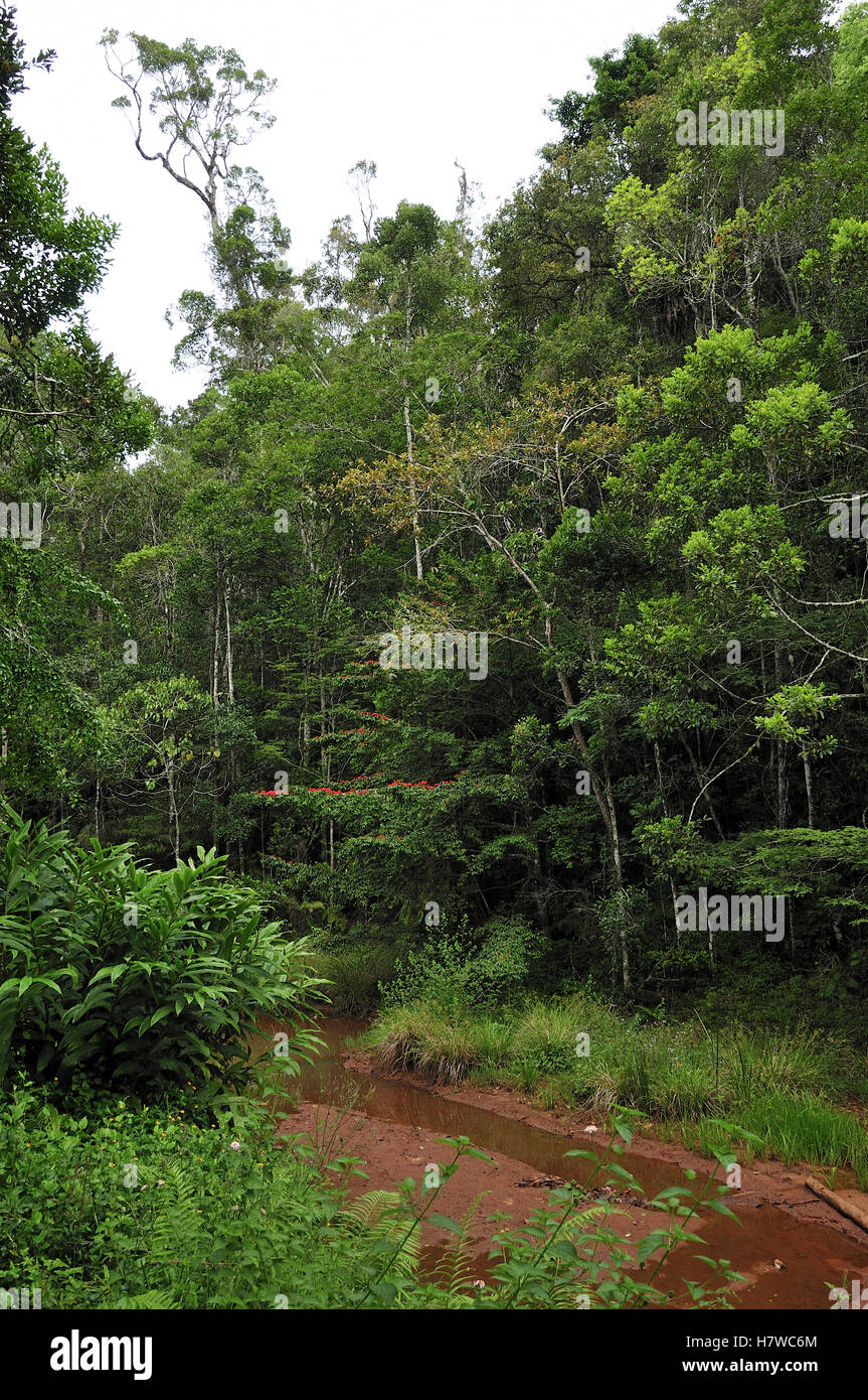 River in tropical rainforest, Andasibe-Mantadia National Park ...