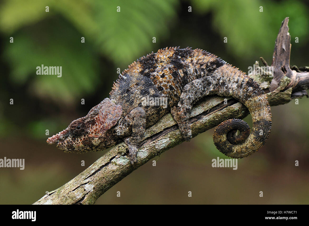 Short-horned Chameleon (Calumma brevicornis), Andasibe-Mantadia ...