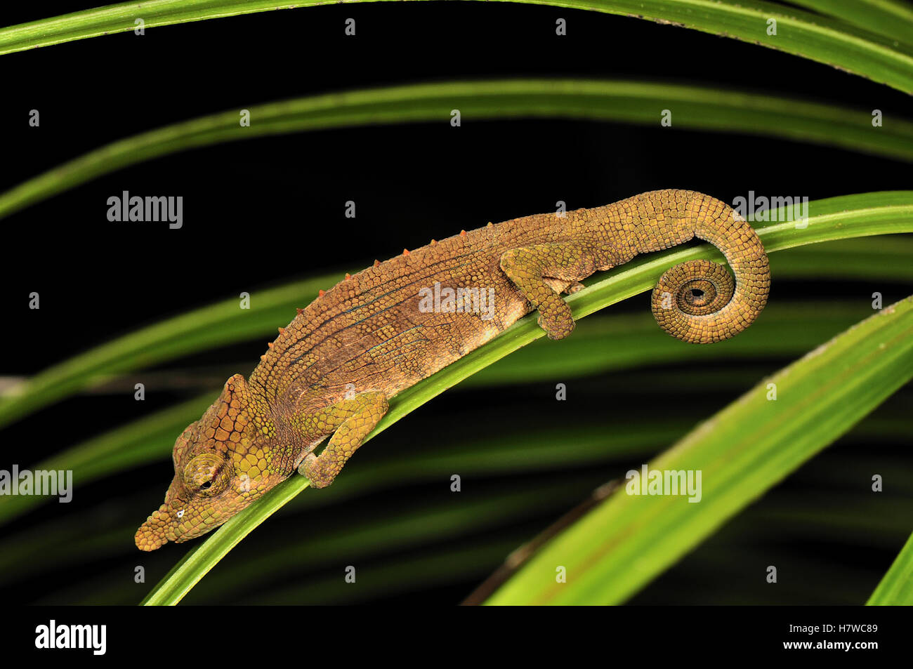 Nose-horned Chameleon (Calumma nasuta), Andasibe-Mantadia National Park ...