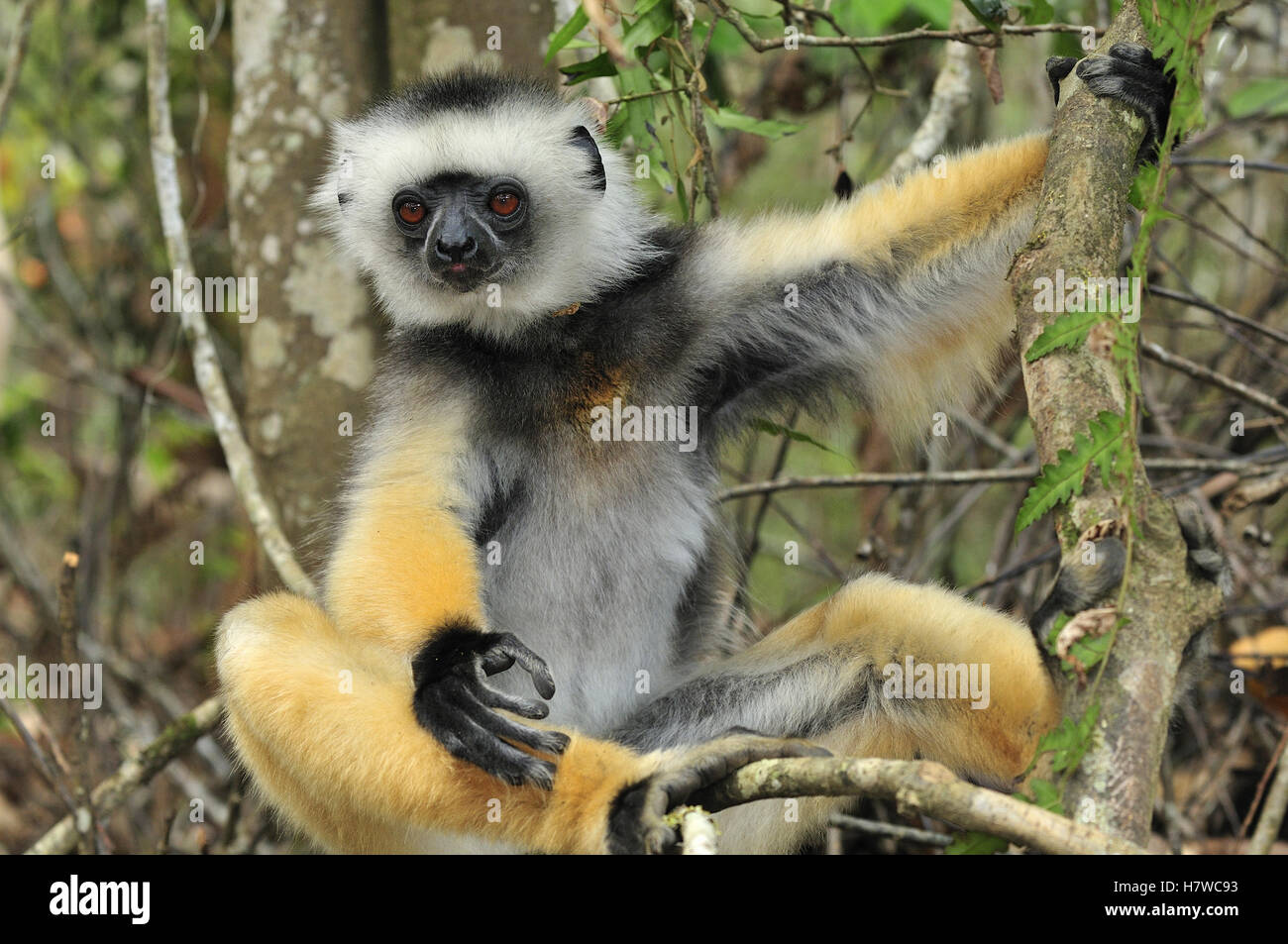 Diademed Sifaka (Propithecus diadema), Andasibe-Mantadia National Park ...