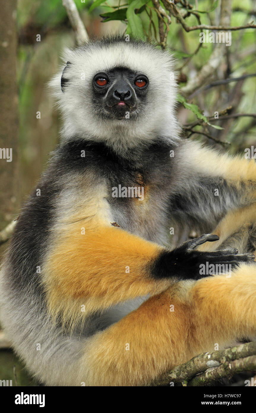 Diademed Sifaka (Propithecus diadema) portrait, Andasibe-Mantadia ...