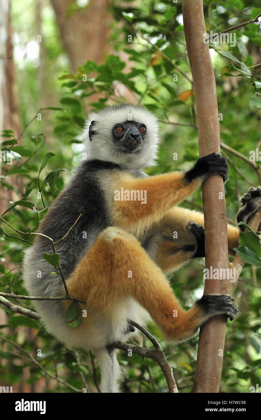 Diademed Sifaka (Propithecus diadema) in tree, Andasibe-Mantadia ...