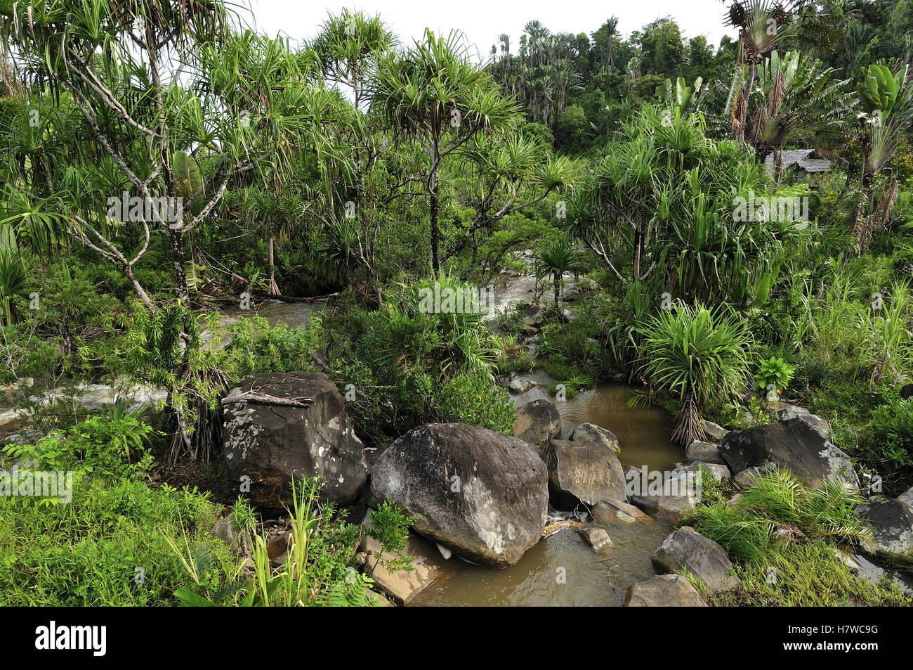 Screw Pine (Pandanus utilis) forest and river near Mananara, eastern ...