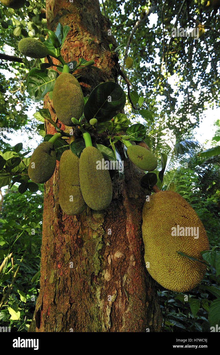 Jackfruit (Artocarpus heterophyllus) with fruit, Mananara, eastern ...