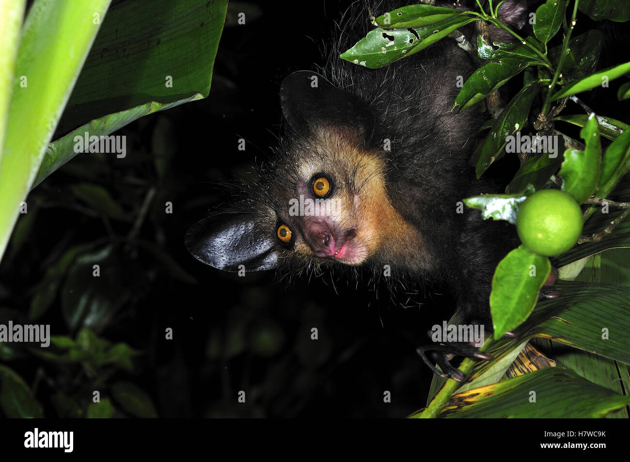 Aye-aye (Daubentonia madagascariensis) at night, Mananara, eastern ...