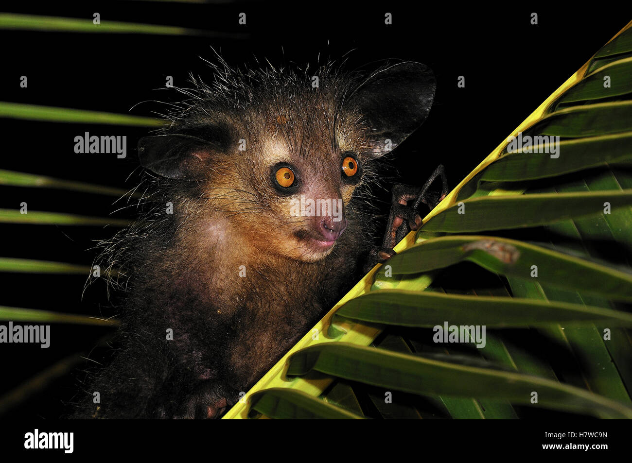Aye-aye (Daubentonia madagascariensis), Mananara, eastern Madagascar ...