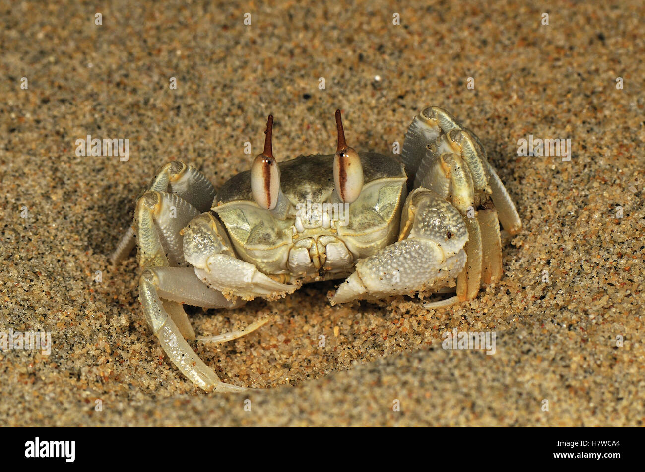 Ghost Crab (Ocypode sp) on the beach, Masoala National Park, Madagascar ...