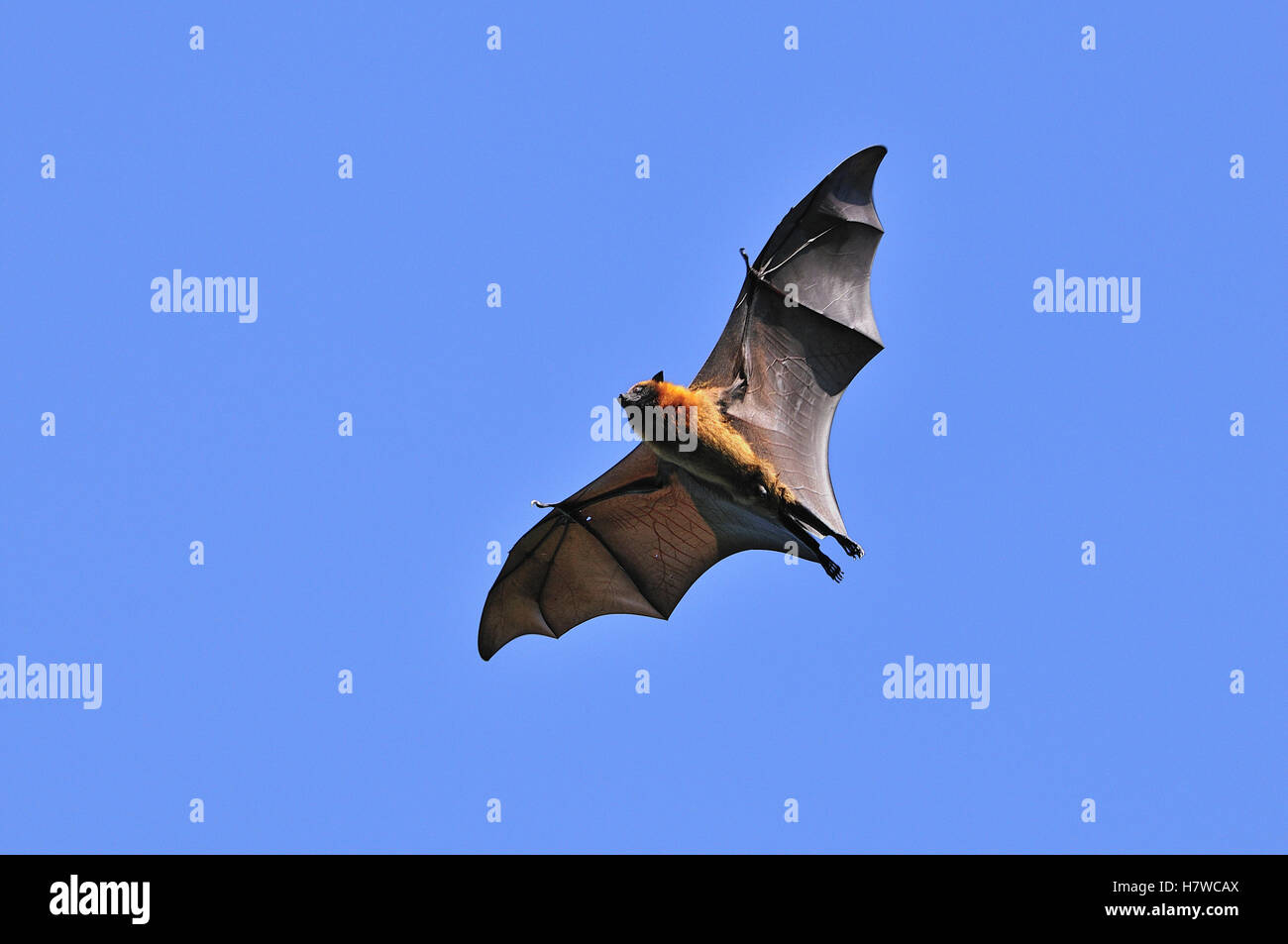 Madagascar Flying Fox (Pteropus rufus), Berenty Private Reserve ...