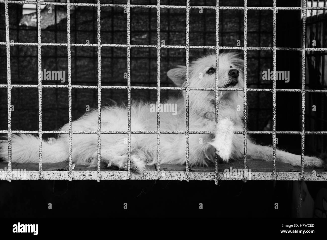 Caged dog hi-res stock photography and images - Alamy