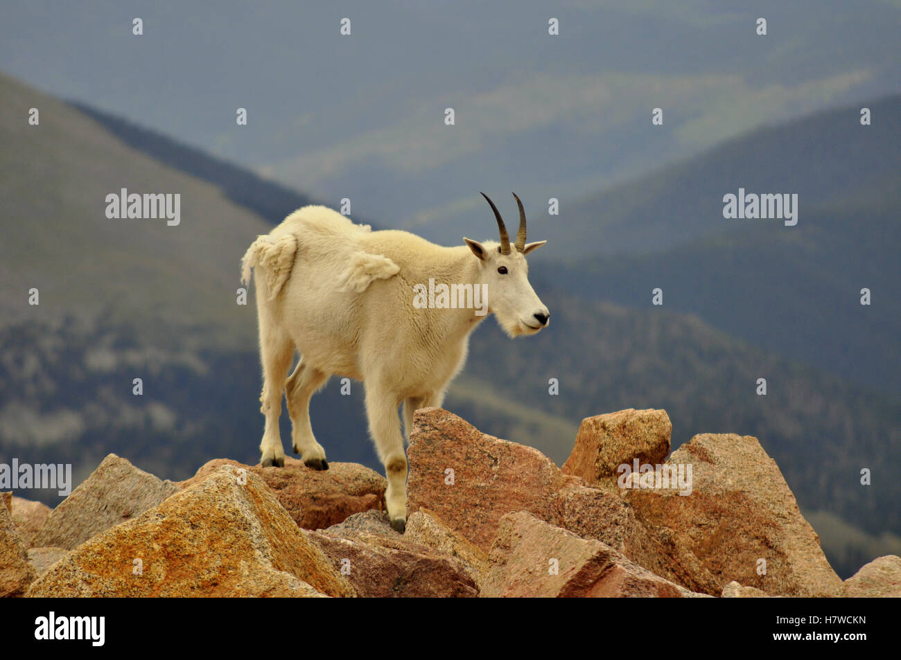 Mt goat on rock hi-res stock photography and images - Alamy
