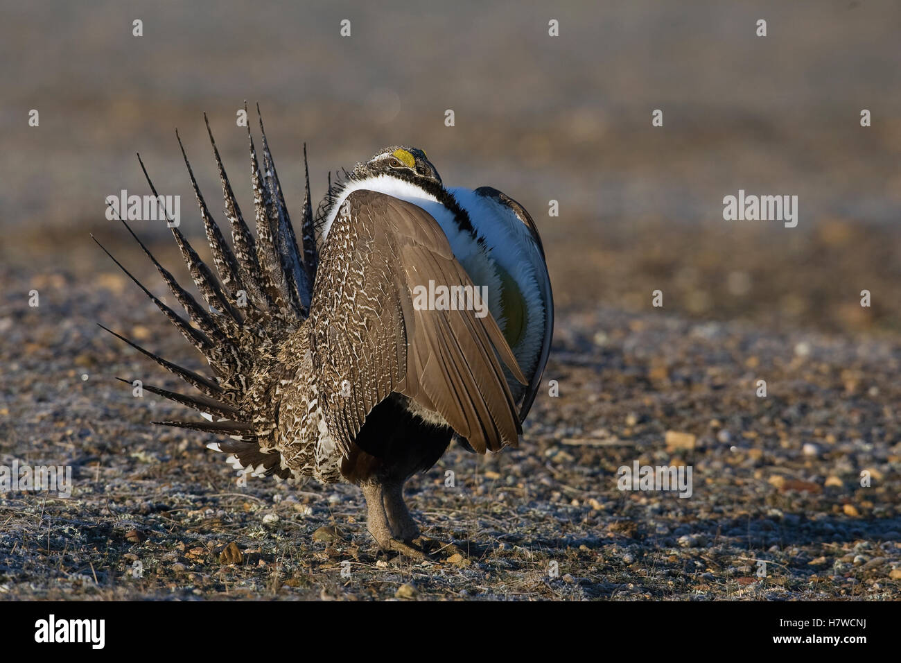 Sage Grouse (Centrocercus urophasianus) male displaying on lek, eastern ...