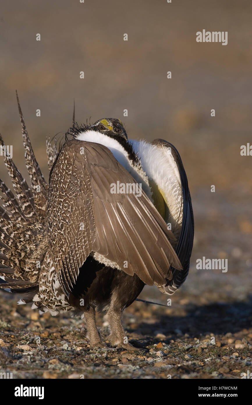 Sage Grouse (Centrocercus urophasianus) male displaying on lek, eastern ...