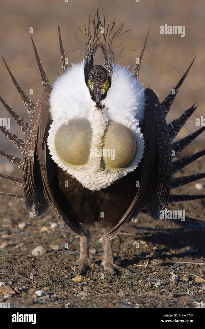 Sage Grouse (Centrocercus urophasianus) male displaying on lek with ...