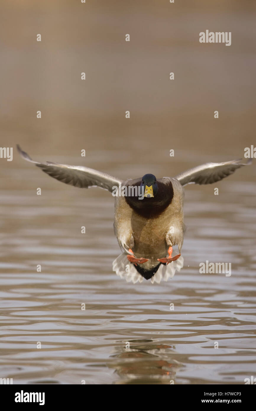 Mallard (Anas platyrhynchos) male landing in pond, western Montana ...