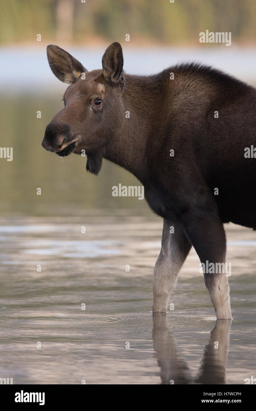 Moose (Alces alces shirasi) calf standing in water, western Montana ...