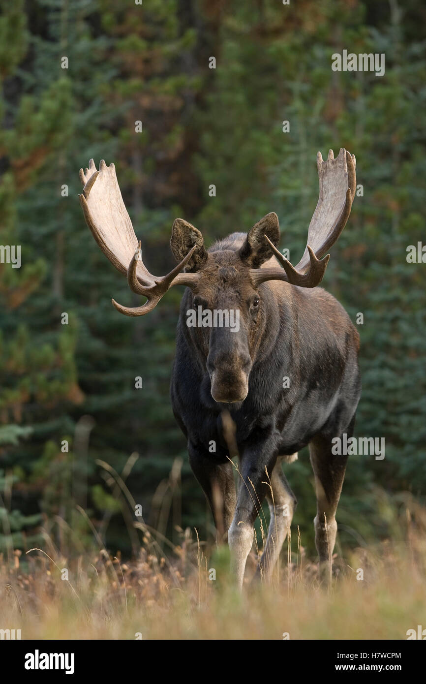 Moose (Alces alces shirasi) bull, western Montana Stock Photo - Alamy
