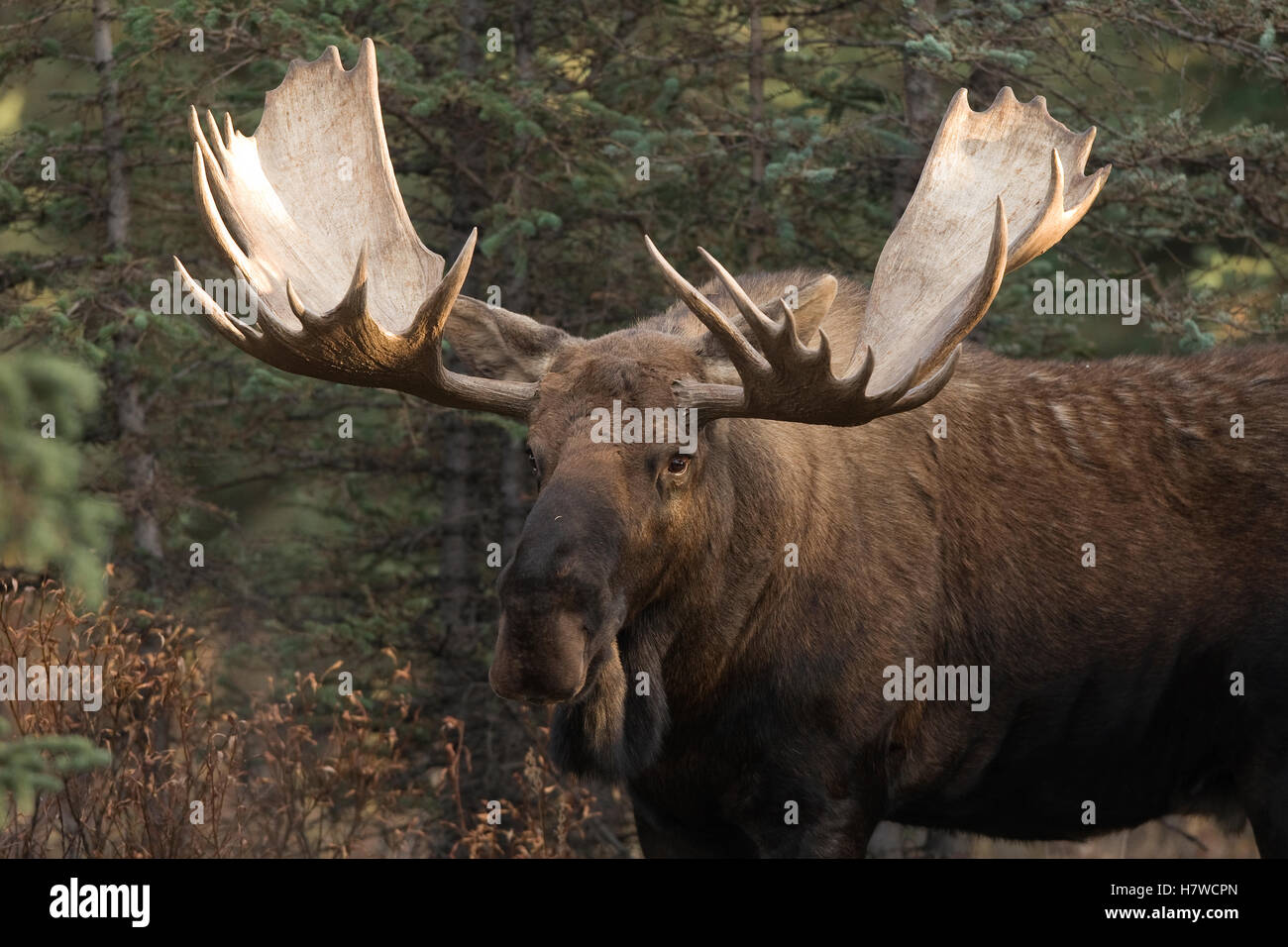 Alaska Moose (Alces alces gigas) bull, central Alaska Stock Photo - Alamy