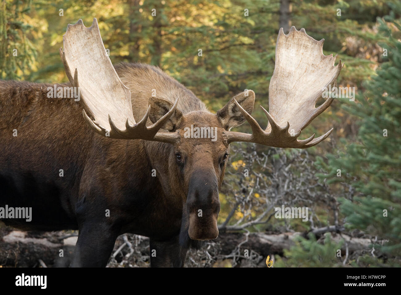 Alaska Moose (Alces alces gigas) bull, central Alaska Stock Photo - Alamy