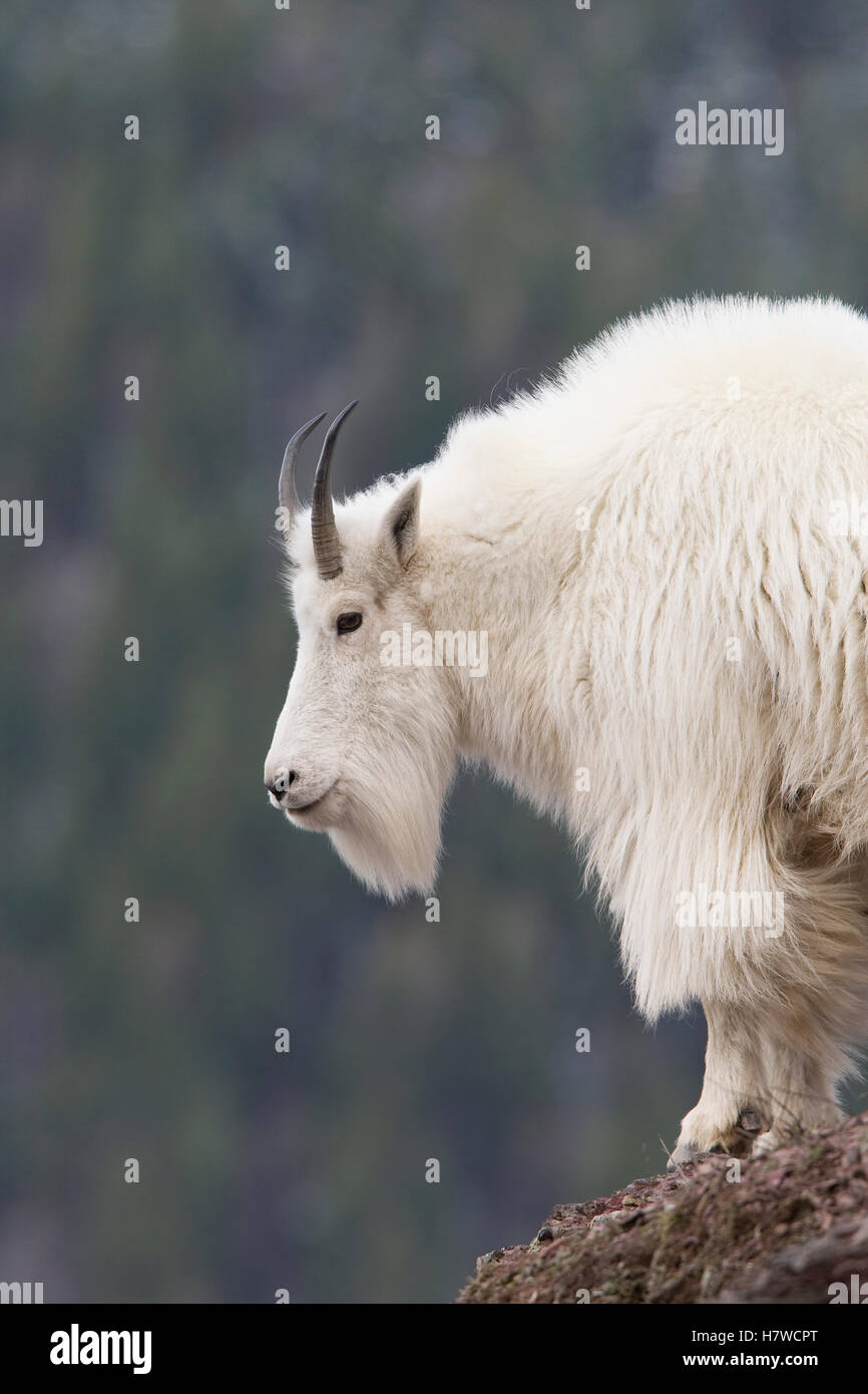 Mountain Goat (Oreamnos americanus) on rocky outcrop, western Montana ...