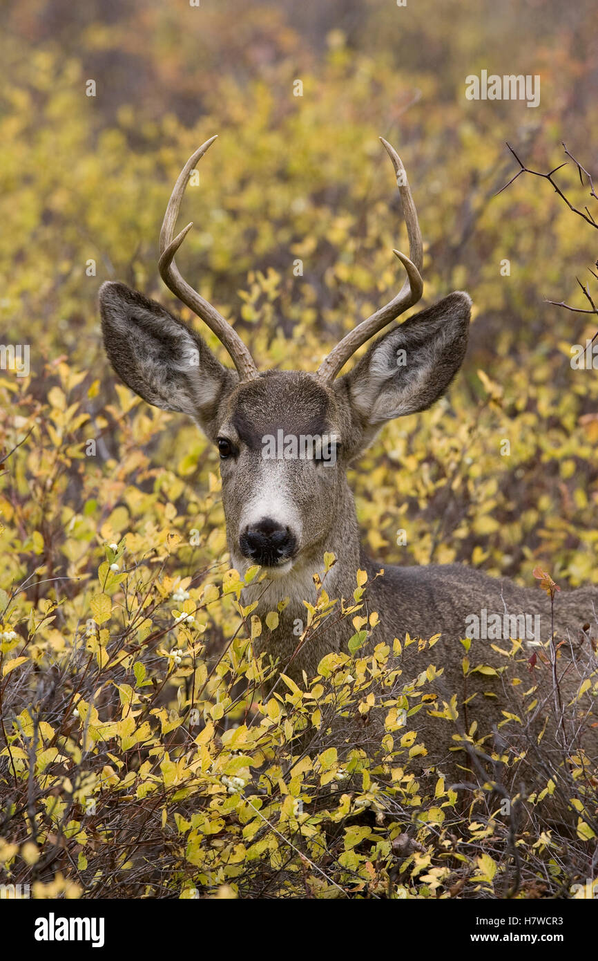 Mule Deer (Odocoileus hemionus) buck, western Montana Stock Photo - Alamy