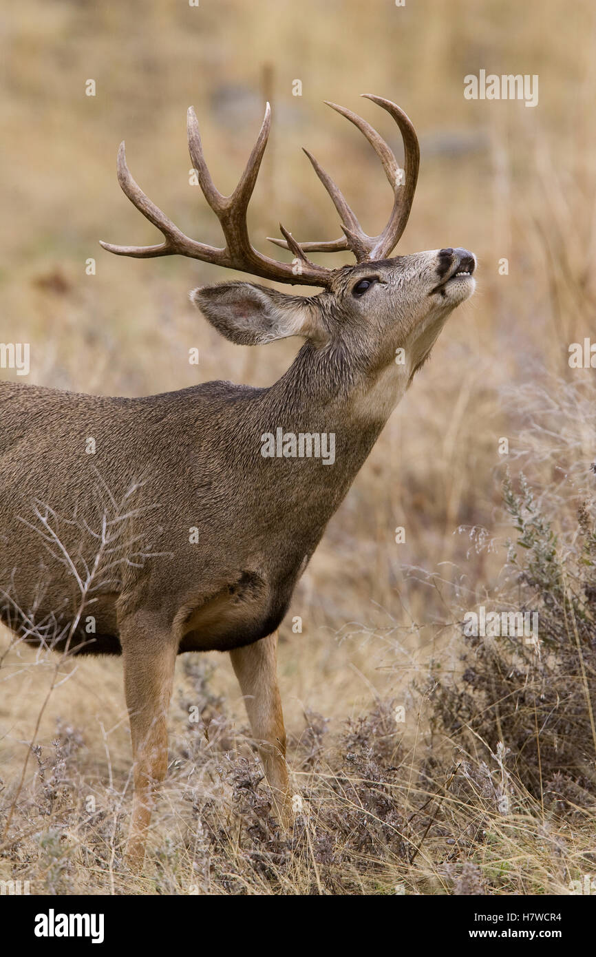 Mule Deer (Odocoileus hemionus) buck flehming, western Montana Stock ...