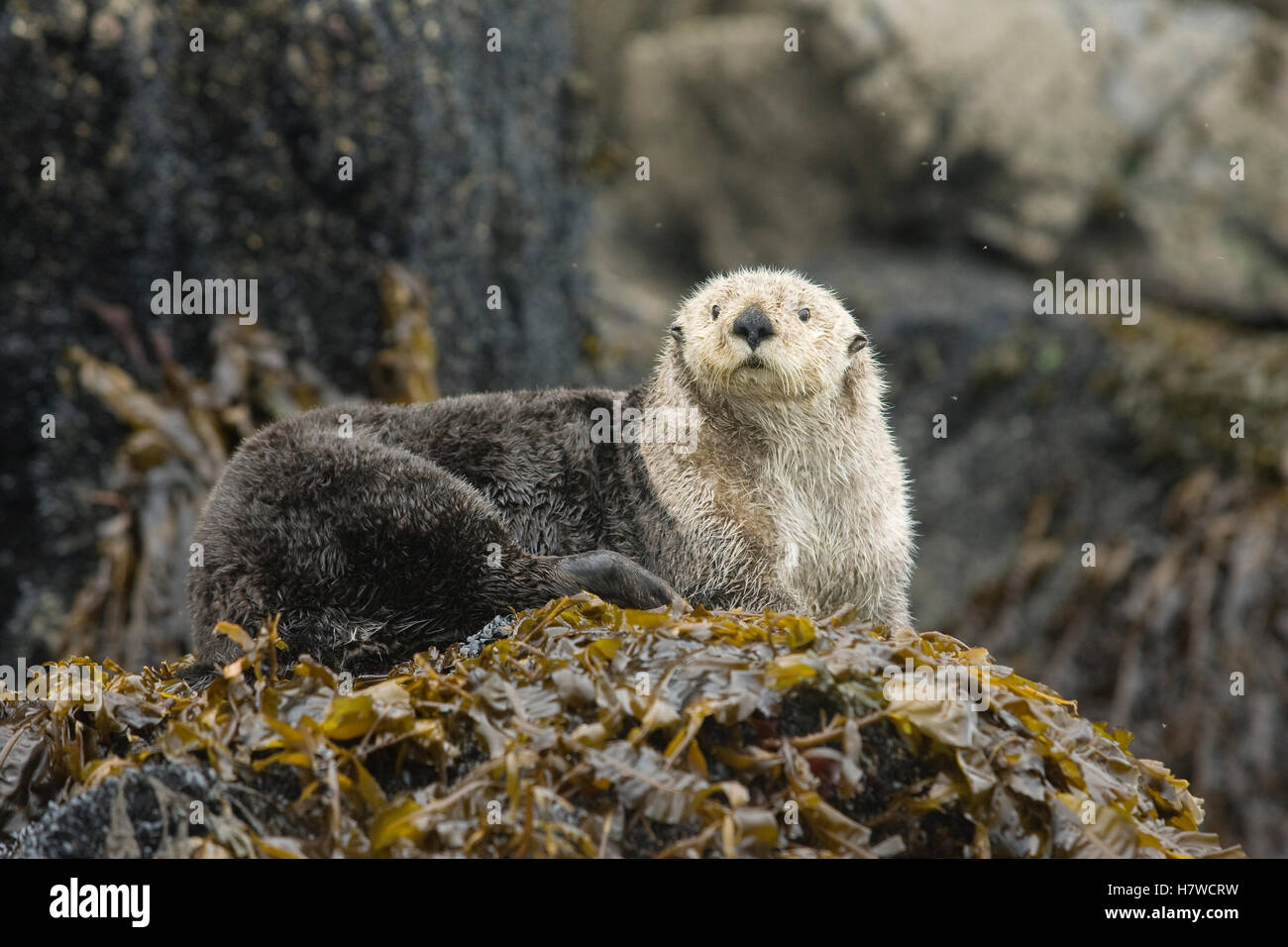 Sea Otter (Enhydra lutris) hauled out on seaweed covered rock, Prince William Sound, Alaska ...
