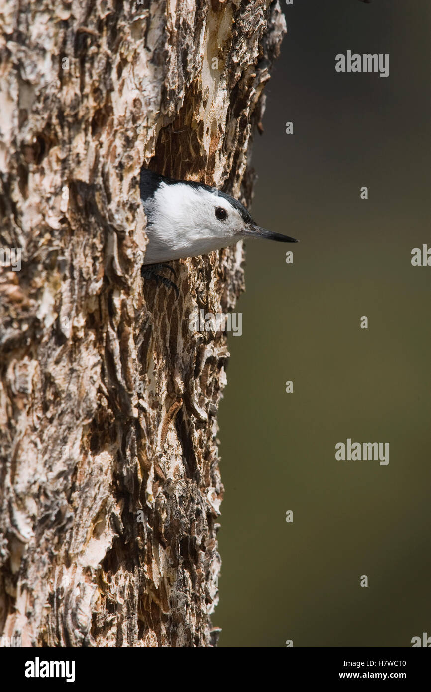 White-breasted Nuthatch (Sitta carolinensis) peeking out of nesting ...