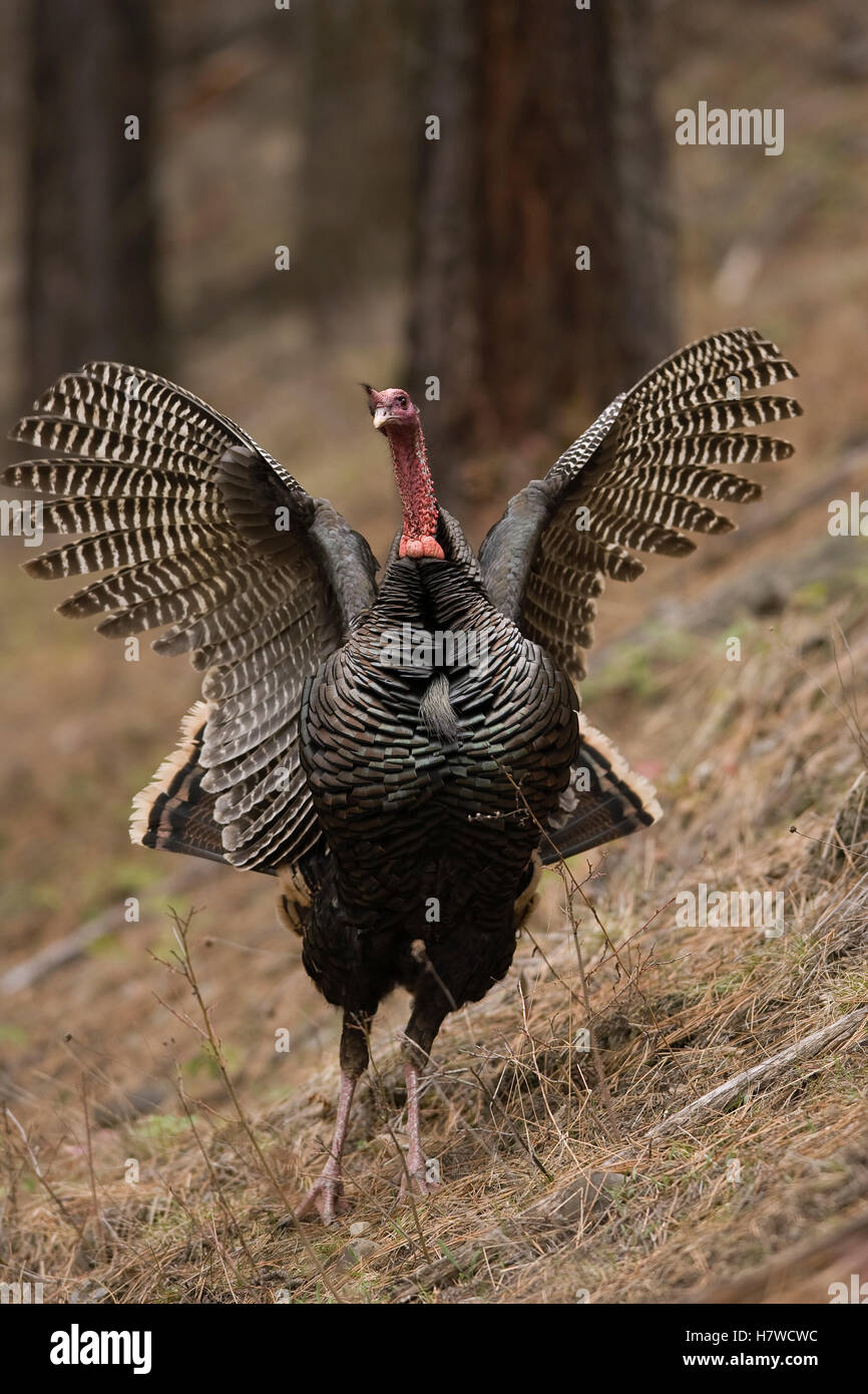 Wild Turkey (Meleagris gallopavo) male flapping wings, western Montana ...