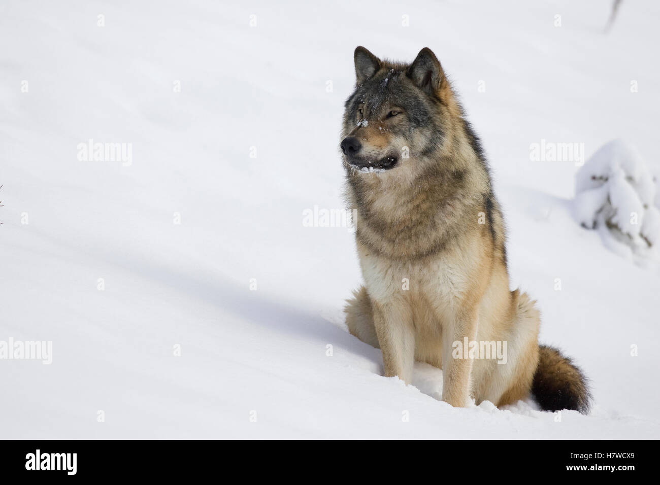 Timber Wolf (Canis lupus) sitting in snow, western Alberta, Canada ...
