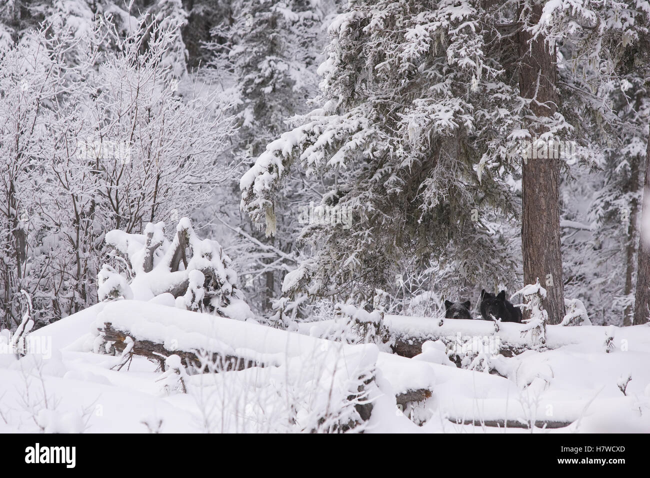 Alberta animals timber wolf hi-res stock photography and images - Alamy