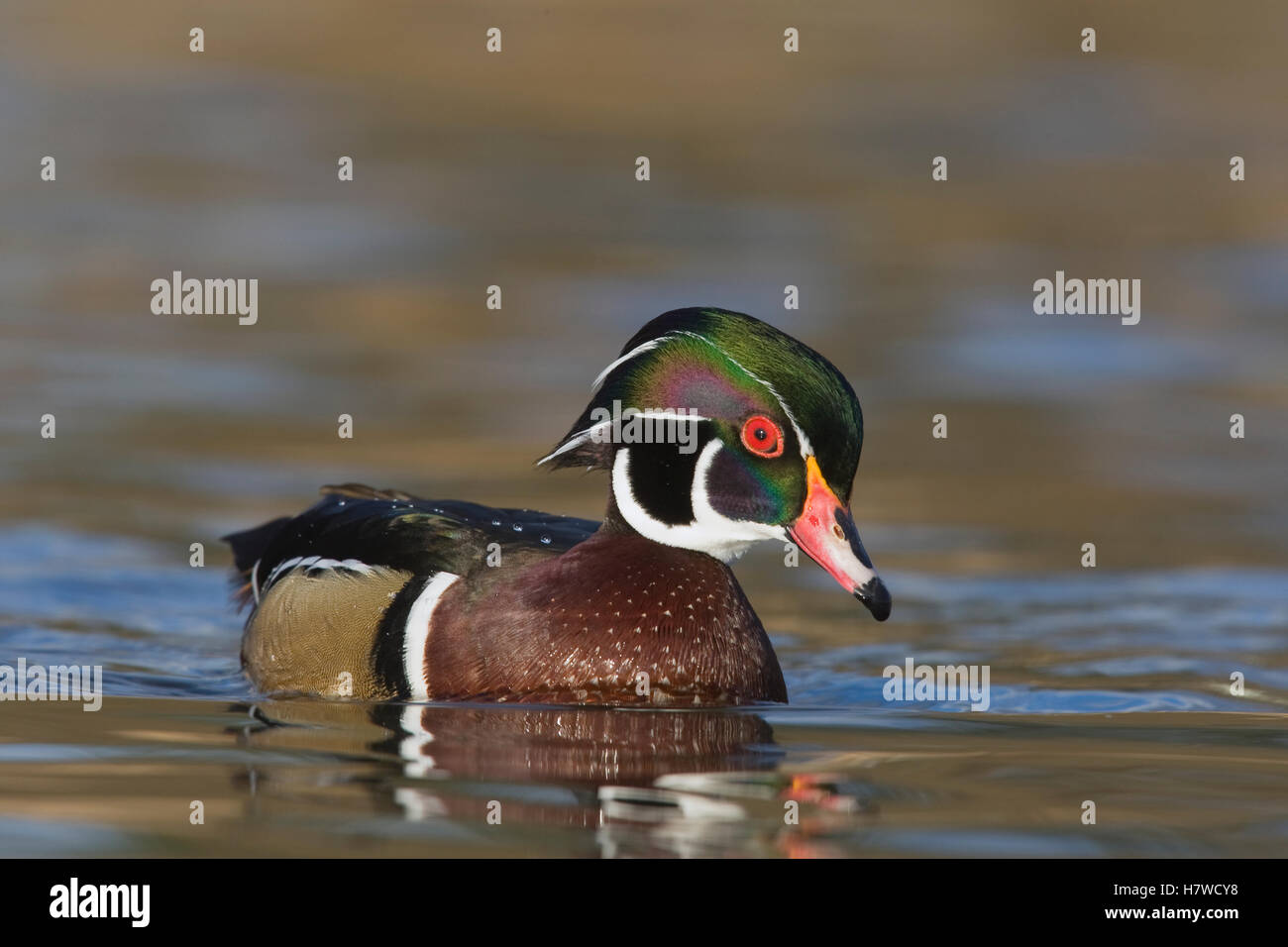 Wood Duck (Aix sponsa) male, western Montana Stock Photo - Alamy