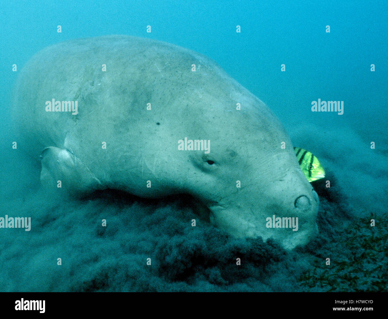 Dugong (Dugong dugon) feeding on sea grass, Epi Island, Vanuatu Stock ...