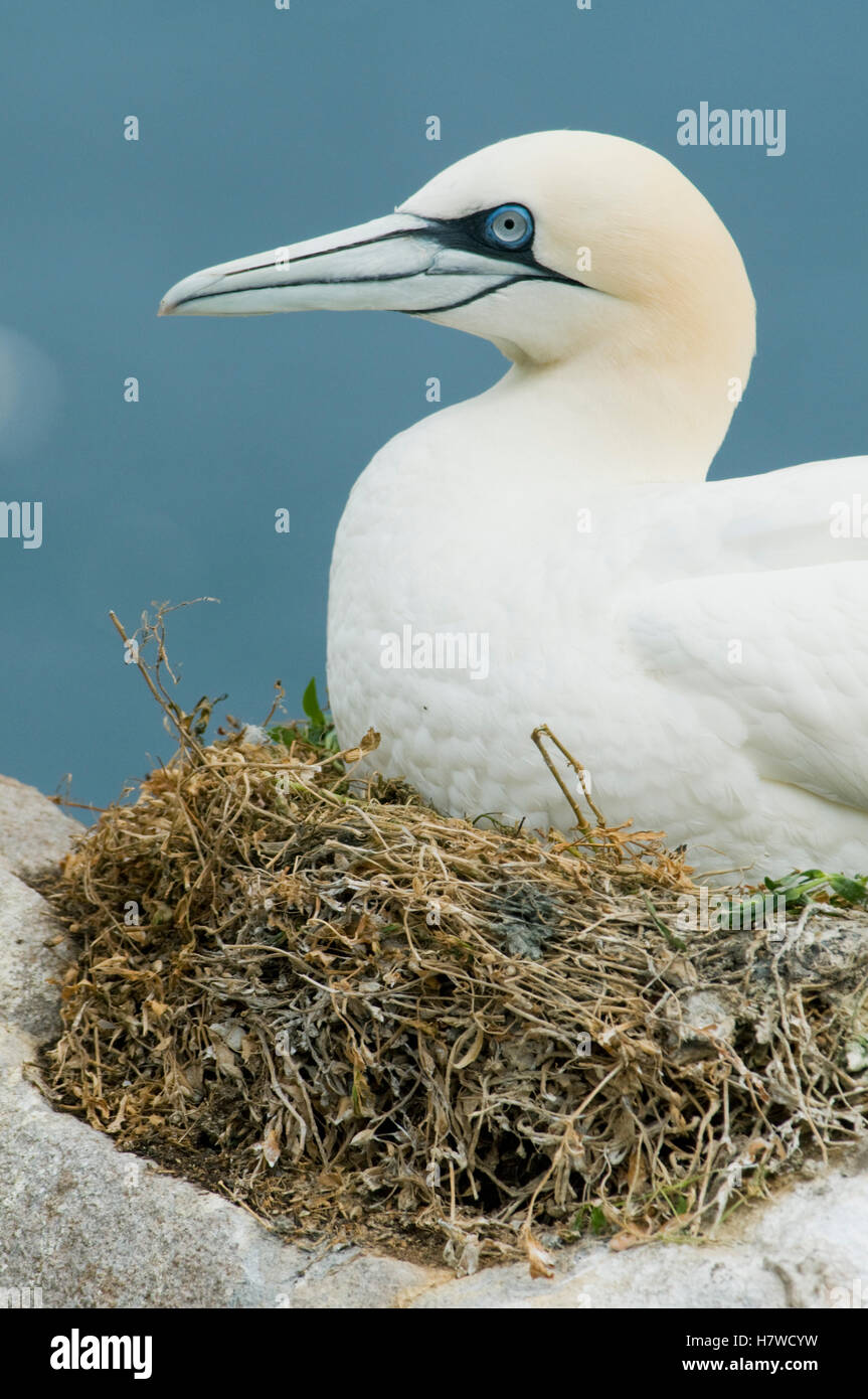 Northern Gannet (Morus bassanus) on nest, Saltee Island, Wexford, Ireland Stock Photo - Alamy