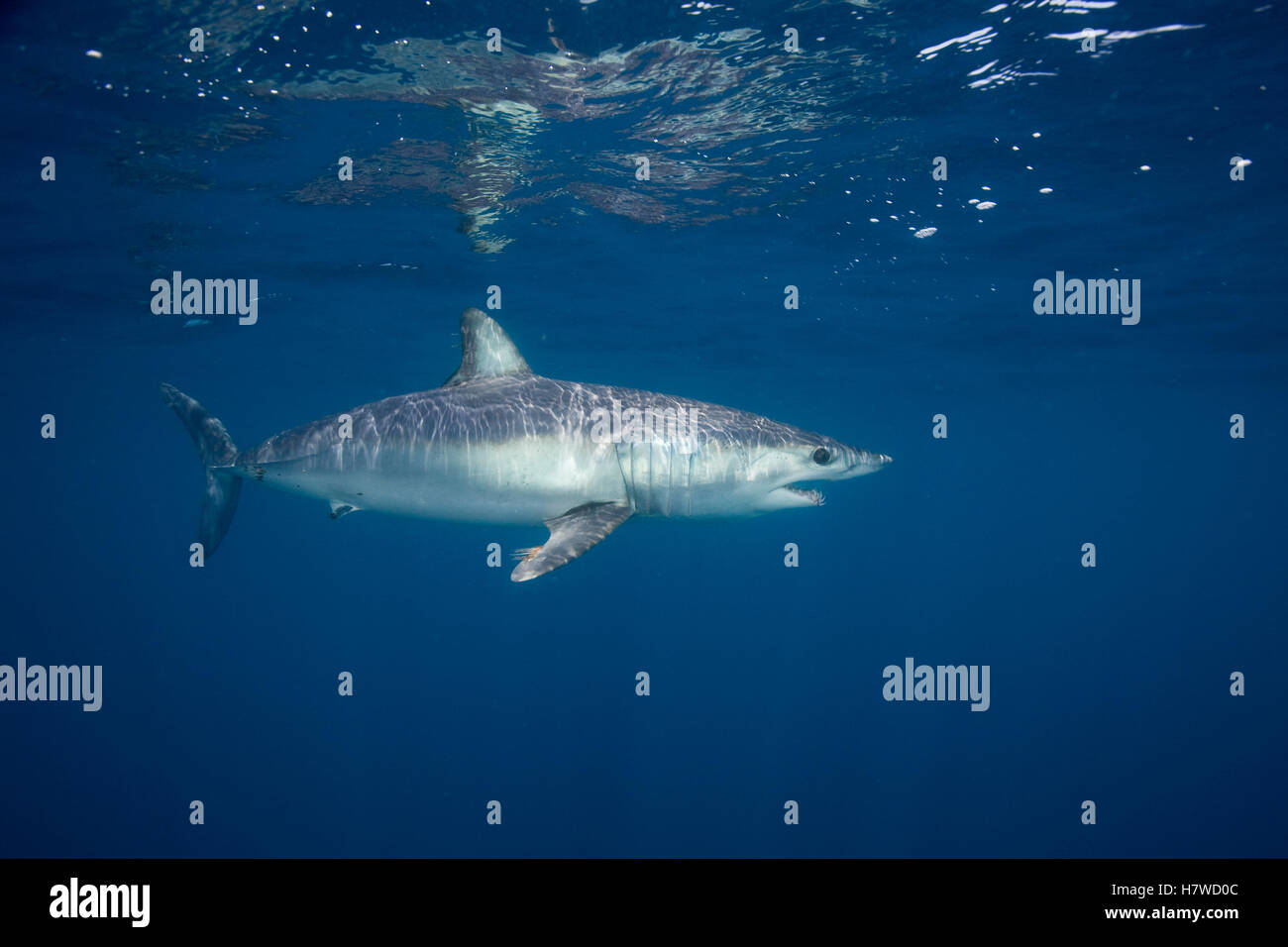 Atlantic Mako (Isurus oxyrhynchus), San Diego, California Stock Photo ...
