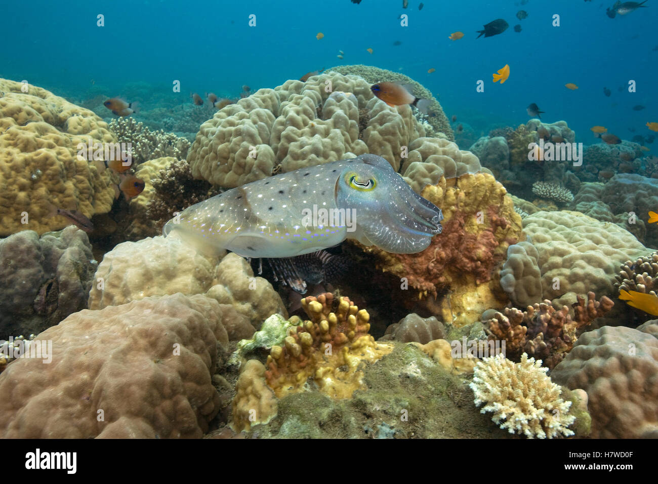 Cuttlefish (Sepia sp) swimming over coral reef, Milne Bay, Papua New ...