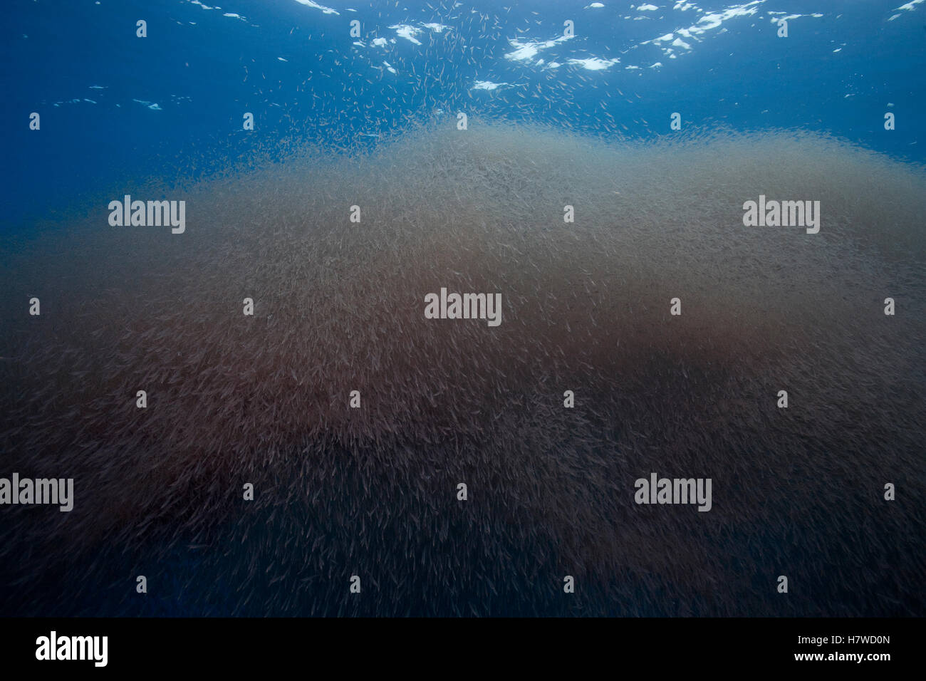 Krill (Thysanoessa sp) swarm, San Diego, California Stock Photo - Alamy