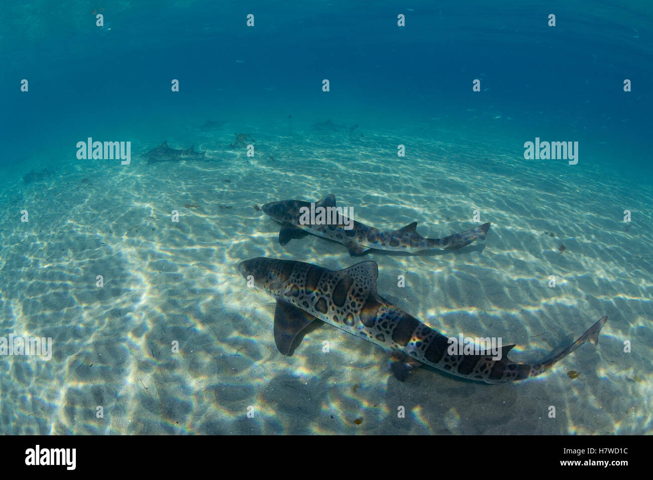 Leopard Shark (Triakis semifasciata) pair on ocean bottom, La Jolla, California Stock Photo - Alamy