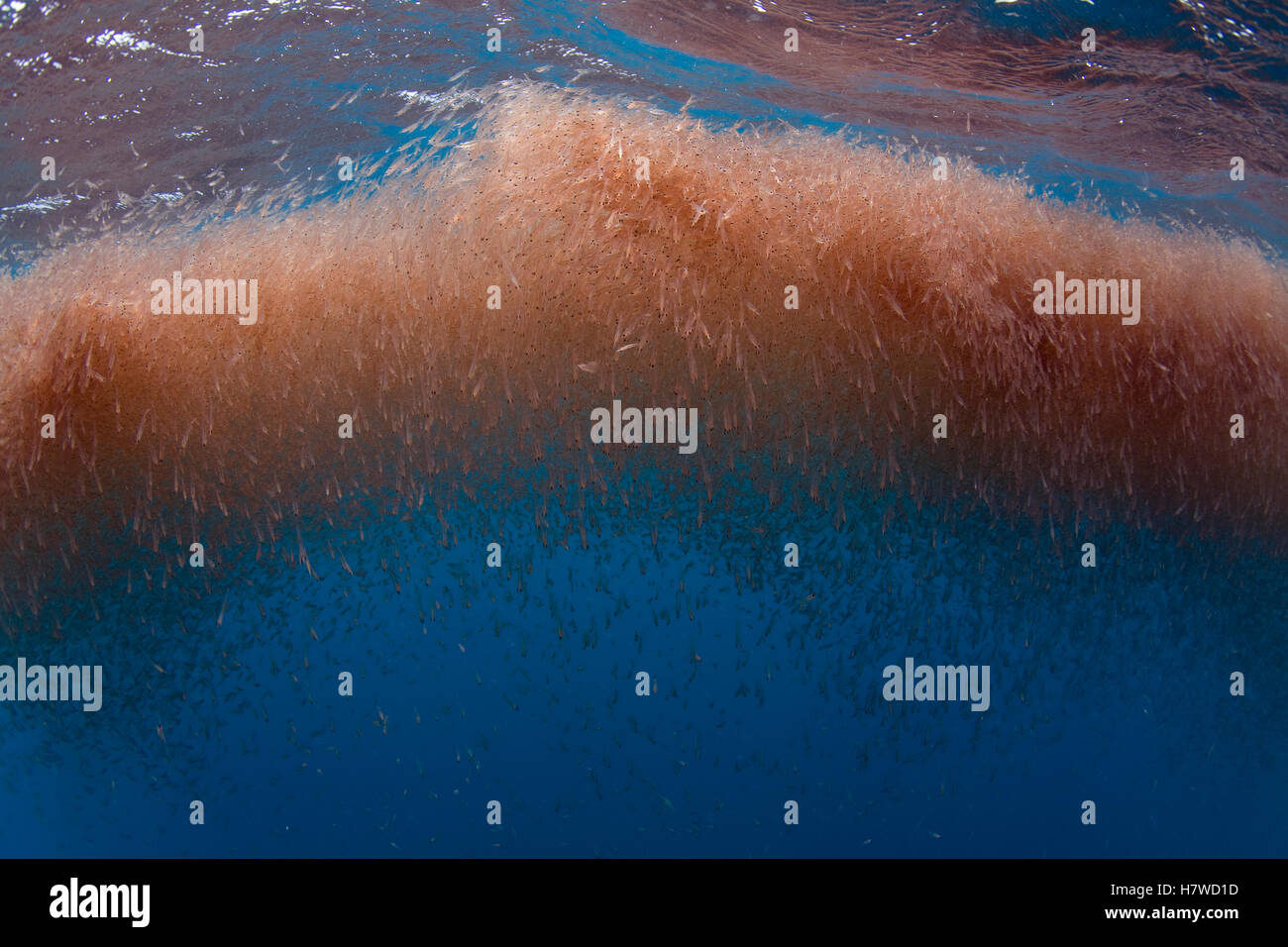 Krill (Thysanoessa sp) swarm, San Diego, California Stock Photo - Alamy